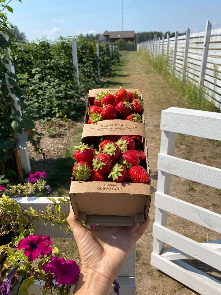 Лавандові поля: топ-11 локацій, де шукати лаванду в Україні - Ukraine-is